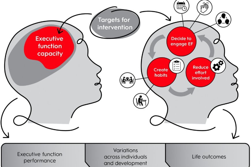 Executive Function And Its Development Sciencemission