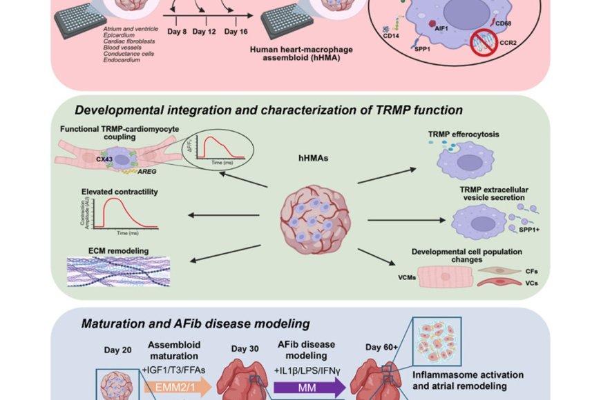 First human heart organoid to replicate A-fib - Sciencemission